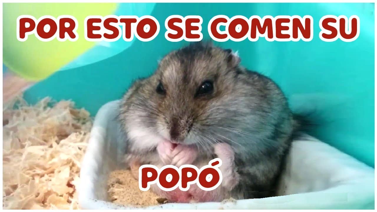 Die faszinierende Welt der Hamsterpopo-Ästhetik: Ein umfassender und ...