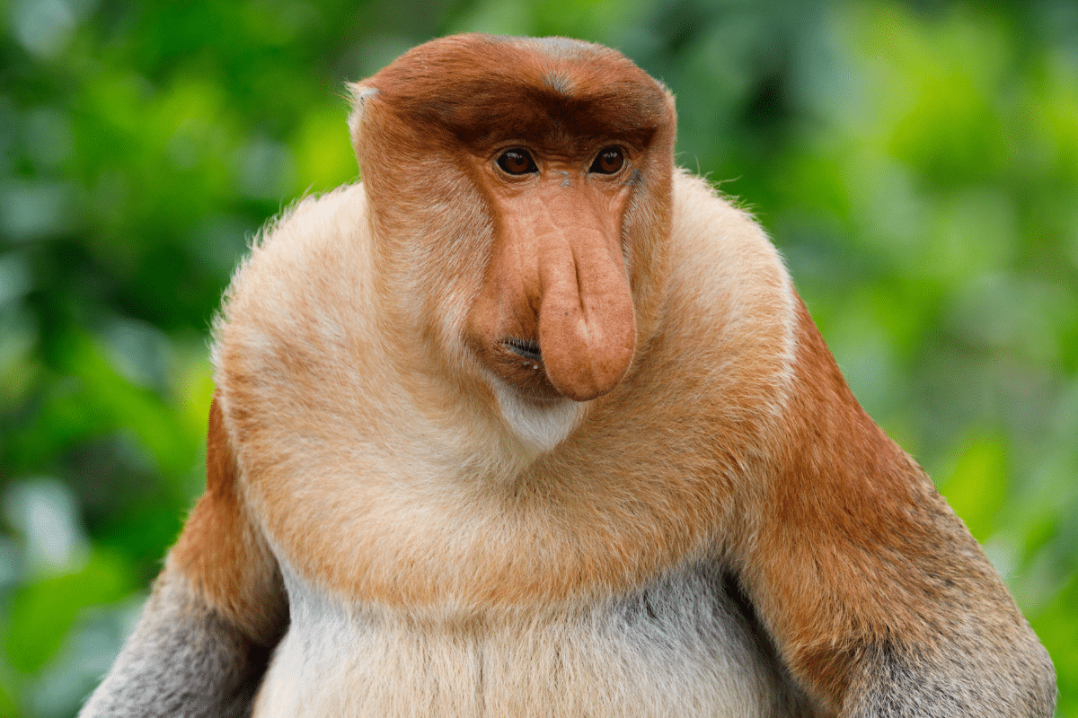 Die Welt derkomischen Tiere: Von seltsamen Delfinen bis zu skurrilen ...